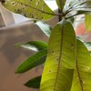Ice Cream Dwarf Mango Tree Grafted - 18" to 24" - Etsy