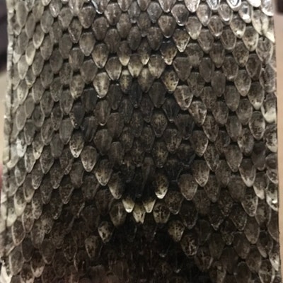 Western Diamondback Rattlesnake Skin End Piece Tail and Rattle - Etsy