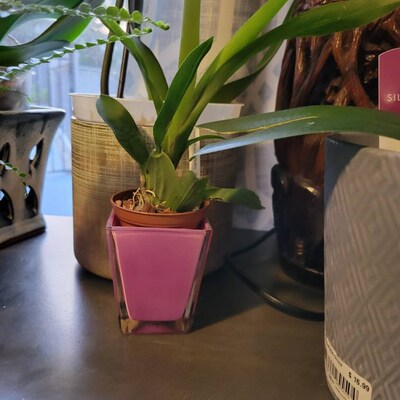 Oncidium Sharry Baby 'red Fantasy', Famous Orchid With Chocolate ...