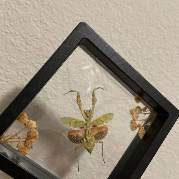 real-framed-giant-actias-luna-moth-3d-floating-shadow-box-insect