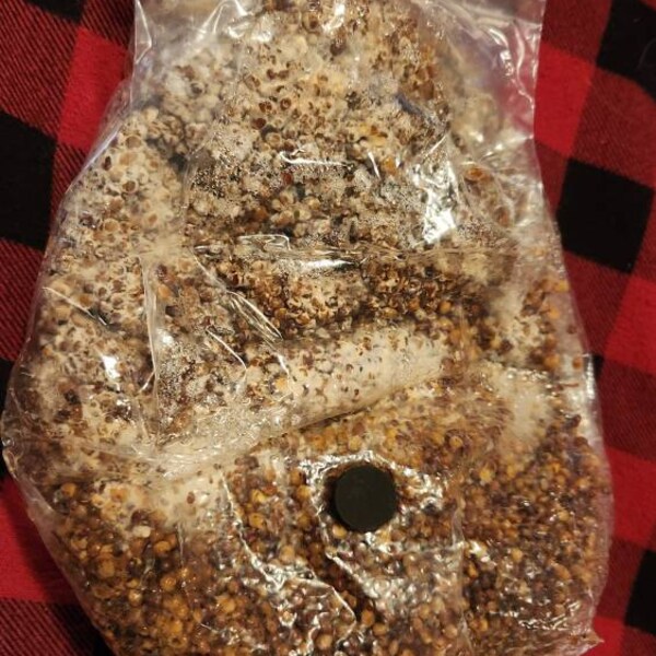 3 Pack | 5lb Milo Sorghum Grain Spawn| Sterilized Grain for Mushrooms ...