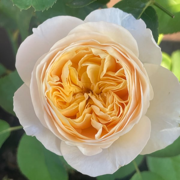 Chinese Julie. Wedding Cut Rose 明宫 - Etsy