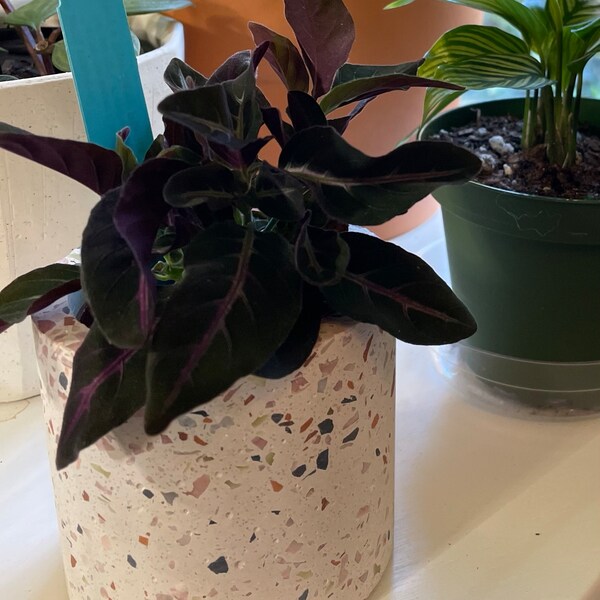 Asher Pot Terrazzo Cement Planter Pot for Plants Available in 2 or 4 or ...