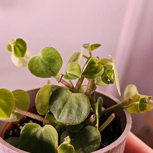 Bitcoin Chinese Money Plant Peperomia Coin 2.5 Pot Easy to Grow - Etsy