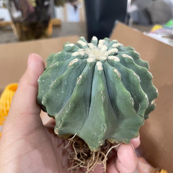 Rare Ferocactus Glaucescens Inermis Cactus, Spineless Live Plant (3 ...