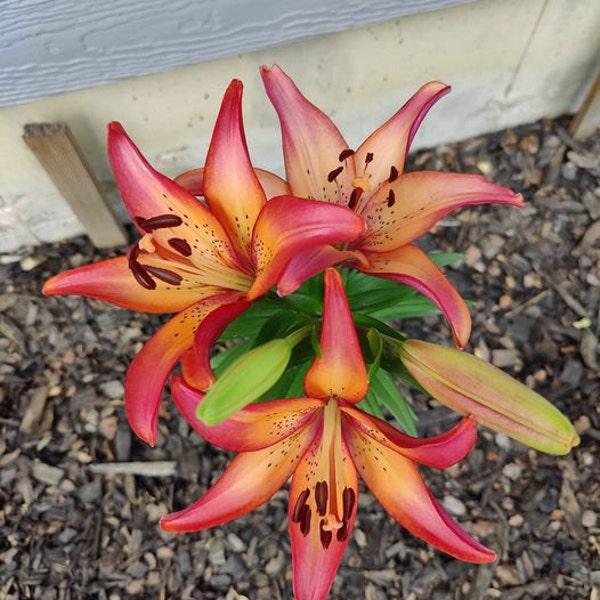 Royal Sunset Lily Flower Bulbs - Vibrant Orange, Yellow, Purple-pink ...