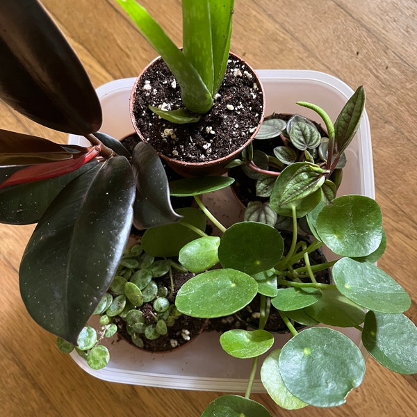 Peperomia Piccolo Banda Plant, Peacock Peperomia, 2.5 Inches, Textured ...