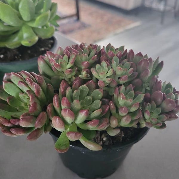 Sedum Angelina Rare Succulent Live Plant - Etsy
