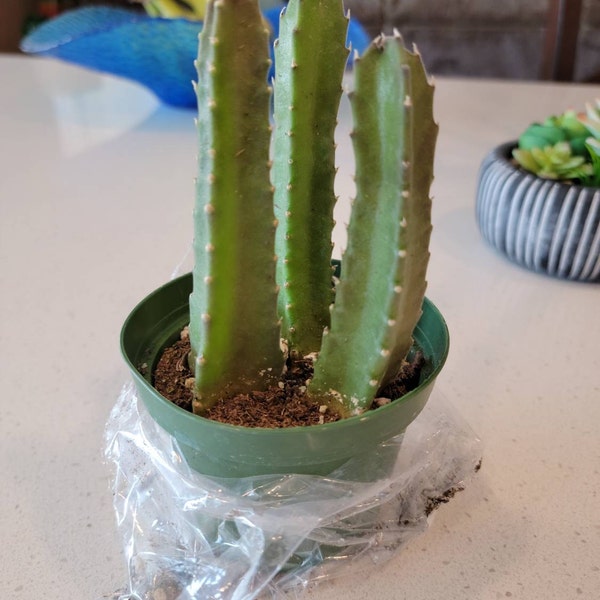 Starfish Cactus | 4 Inch | Carrion Flower | Stapelia Hirsuta | Rare ...