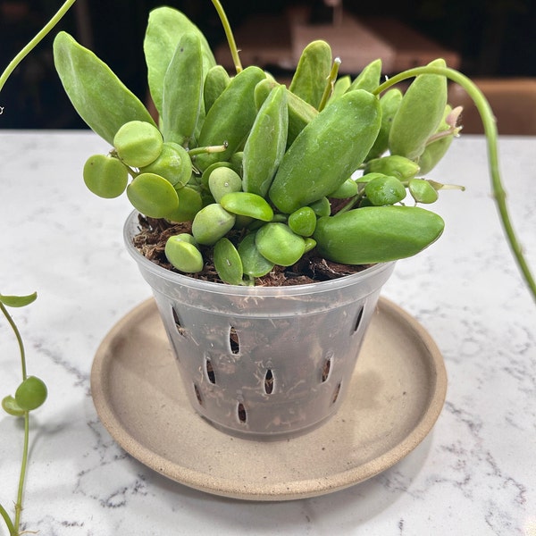 Hoya Bahoi Splash - Etsy