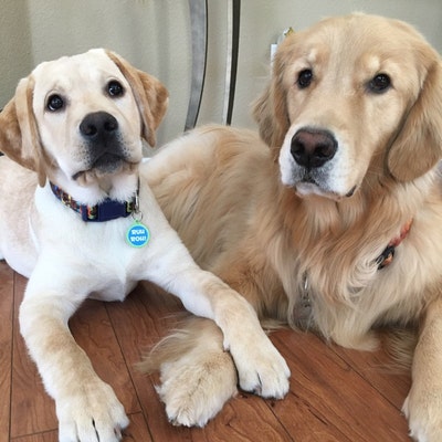 Pet Tag Ruh Roh - Etsy