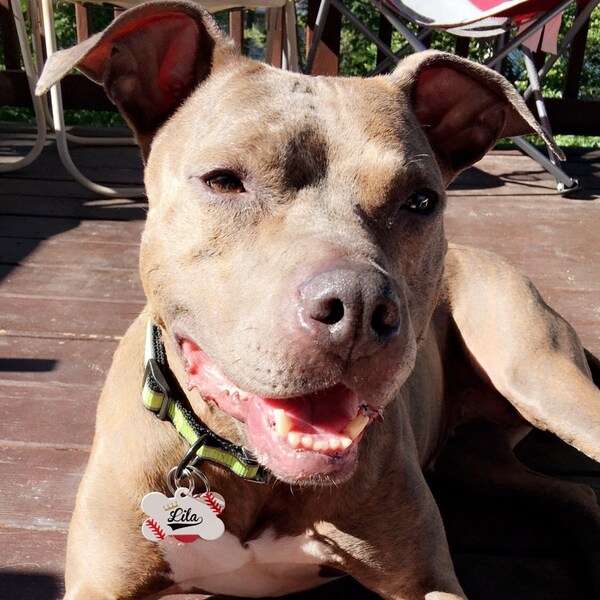 Baseball Dog Tag Double Sided - Customized Dog Tag - Custom Dog Tag ...