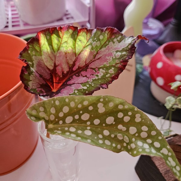 Eco Gift Tags | Daisy Pressed Plant | Live Plant | Organic ...