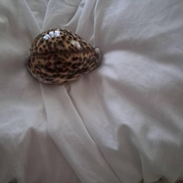 Stunning Orisha Olosa Tools (ananagu Olokun Olosa Iroko Dada Ocha Ifa ...