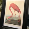 Pink Flamingo Vintage Art Print, Birds of America Decor, Antique Bird ...