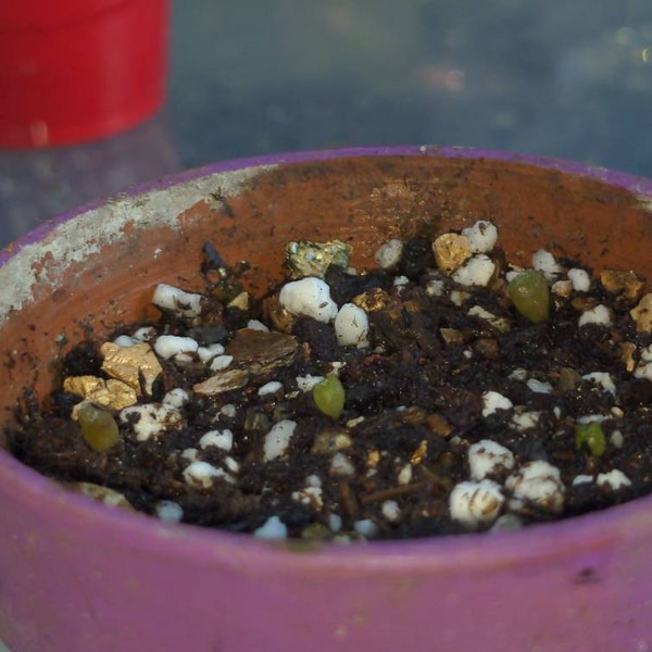 Hildewintera Colademononis - Monkey Tail Cactus Seeds - Super Furry ...