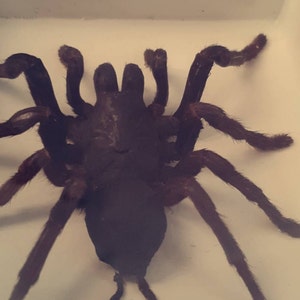 Colourful Lanternfly pyrops Gunjii Cicada Glass Bell Cloche | Etsy