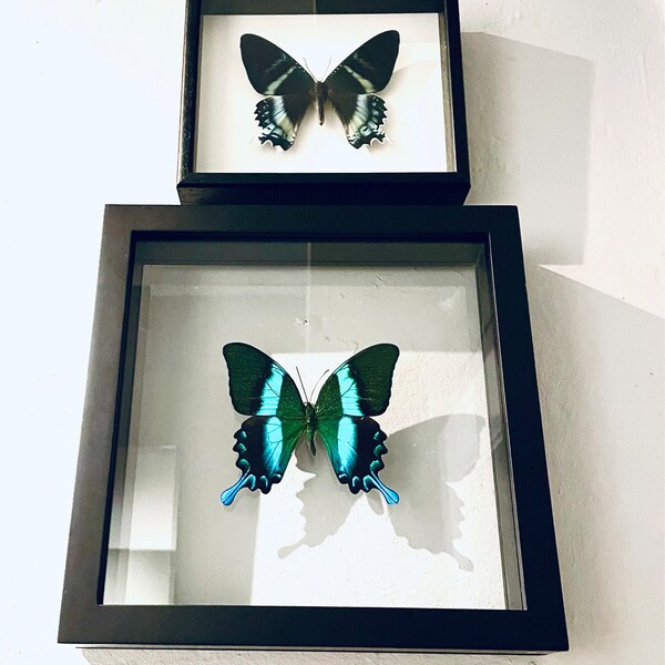 Mounted Fox (trophy) - Etsy