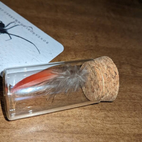 Real Moose Pellet in Glass Vial, Moose Poop, Animal Dung, Weird Gift ...
