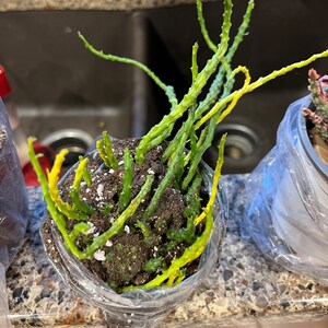 Medusa Head 4 Inch Euphorbia Flanaganii Live Cactus Plant Indoor Plant ...