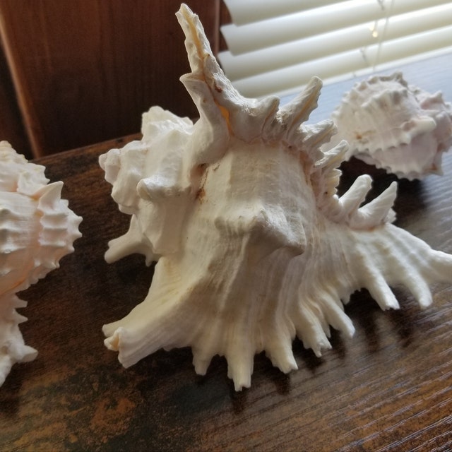 Richards Seashells & Gifts by RichardsSeashells on Etsy