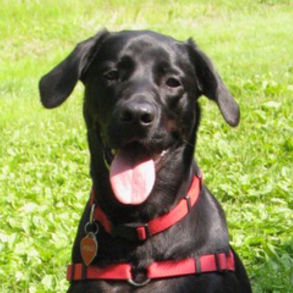 Personalized Western Belt Buckle for Women Men, Replacement Cowboy ...