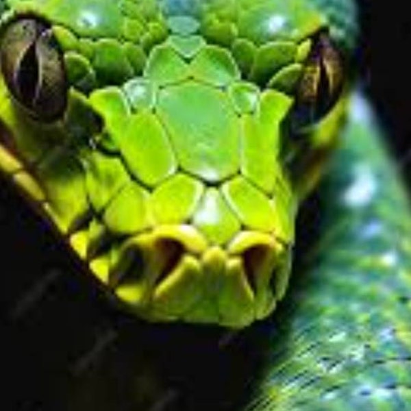 Owl Shapeshifter of Silent Wisdom Spirit Companion, Clairvoyance ...