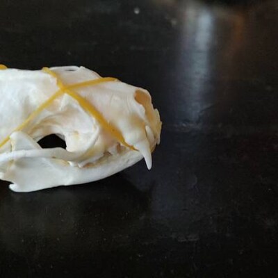 Exquisite Real Mink Skull Bone Specimen After Cleaned and Bleached - Etsy