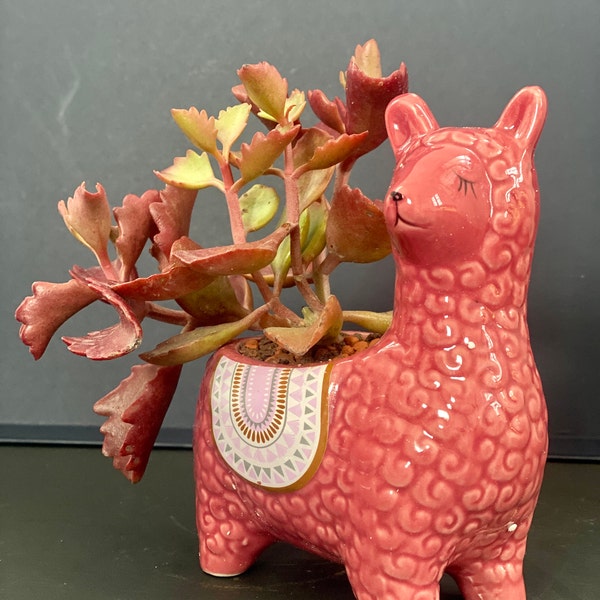 Aloe Donnie Bright Star Sukkulenten Pflanze gut verwurzelt seltene Aloe ...