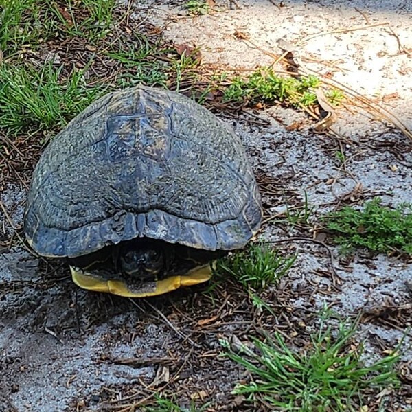 Lion Applique Patch Leo, Zookeeper Badge 2.75 iron On - Etsy