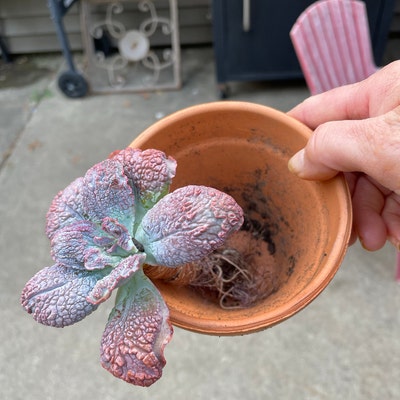 Lithops Aucampiae Rudesheim Ruby 10 Seeds - Etsy