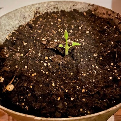 Live Hops Plants humulus Lupulus 3.5 Potted Plants - Etsy