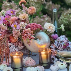 White Seashell Mix Wedding Shells White Sea Shells Mixed - Etsy