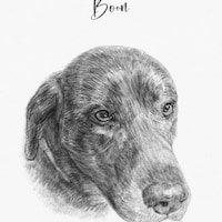 Custom Dog Portrait From Photo, Dog Sketch Into Art, Cat Illustration ...