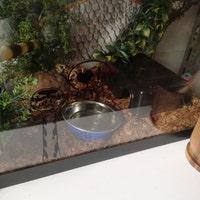 Peeking Ball Python Decal Periscoping Snake, Serpent, Boa, Reptile ...