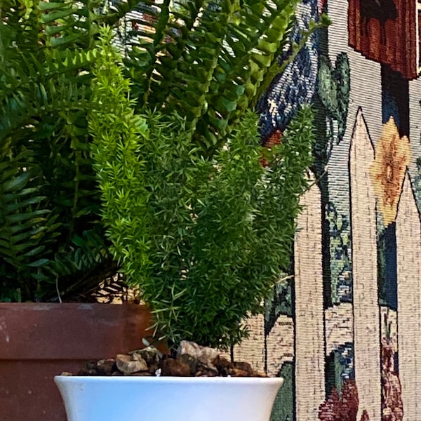 Foxtail Fern, Asparagus Meyeri, Great Fern for Sun! Established Plants ...