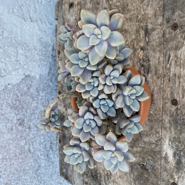 Rare Succulent - Graptopetalum Ellen - Etsy