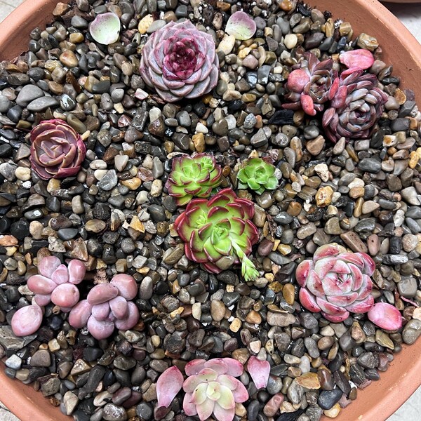 Random Mix DIY Rare Succulent Plants Live Pink Red Orange Green, 0.5-2 ...