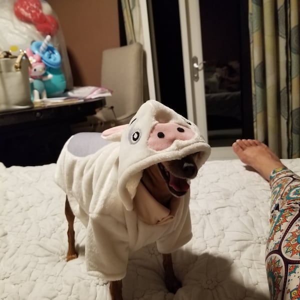 Dog Pig Costume, Pua From Moana Costume for Pets, Pig Costume for Dogs ...