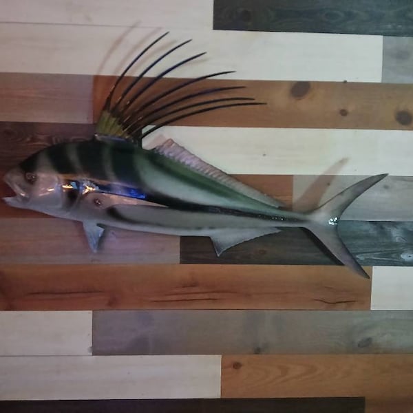 Redfish Fish Mount - 40 Inches - Half Mount - Etsy