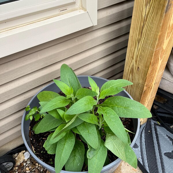 Freeze Dried Organic Comfrey Leaves Fresh Cut! Use This Instead as ...