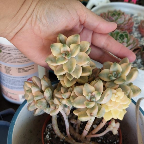Mix Rare Live Succulent Plants Advanced Level Blind Box, 2-3.5" Random ...
