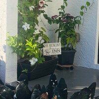 Warning Dogs Roaming Free German Shepherd Sign - Etsy