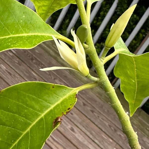 White Champaca Live Plant 1 to 2 Feet Ship in 6" Pot - Etsy