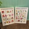 Australian Native Bugs and Insects Flash Cards DIGITAL DOWNLOAD - Etsy