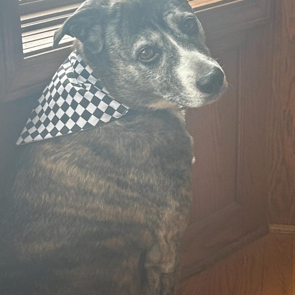 Black and White Race Day Checkered Dog Bandana (reversable) Indy 500 ...