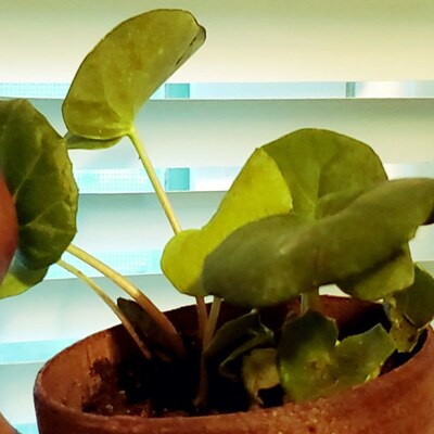 Alocasia Dragons Tooth Starter Plant must Buy A Minimum of ANY 2 PLANTS ...