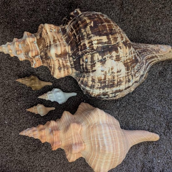 Amazing AMORIA ZEBRA 36mm Worldwide Seashells Australia Dark Form of ...