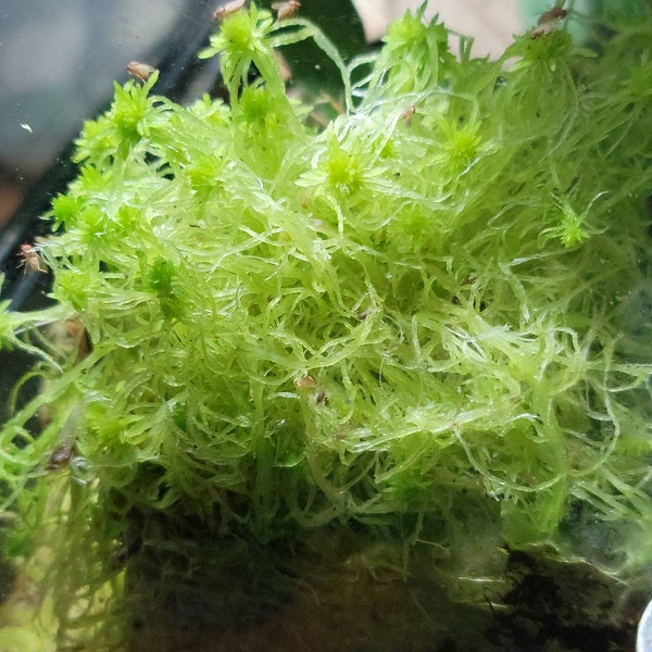 American Tree Moss - Etsy