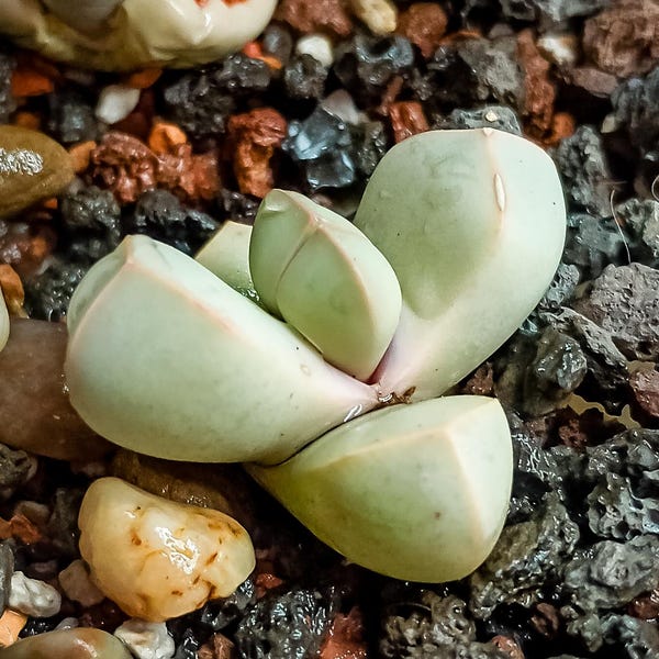 Lapidaria Margaretae/ Real Plant/rare Succulent Lithops 1” - Etsy